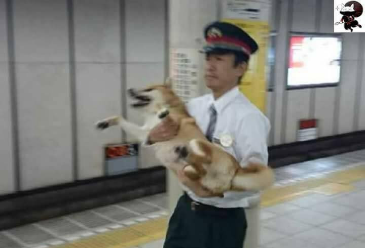 Siêu Hài Hước Hình ảnh Chú Chó Bị Bảo Vệ Bế Ngược Vì Có định Nhảy Tàu Trốn Vé đi Chơi Tại Nhật