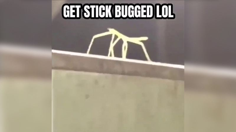 Meme Get Stick Bugged là gì, bắt nguồn từ đâu và xuất hiện ở mọi video