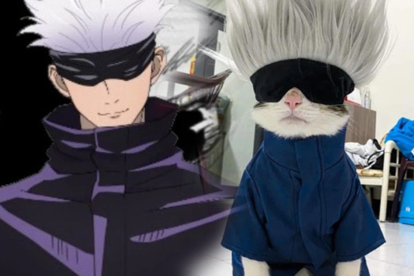 Cộng đồng phát sốt với chú mèo cosplay thành Gojo Satoru trong Jujutsu ...