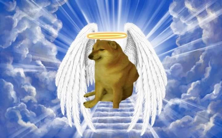 Meme Cheems - Chú chó meme nổi tiếng khắp mạng xã hội đã qua đời